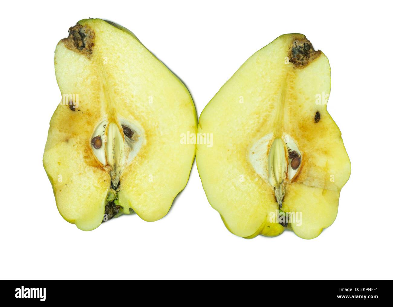 Quince slices. Spoiled fruit slices. Wormy quince. The pulp of a juicy ...