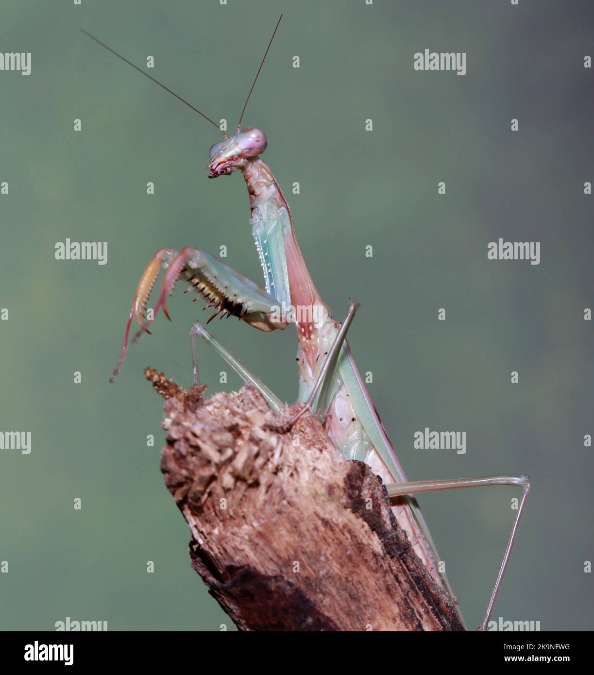 Budwing hi-res stock photography and images - Alamy