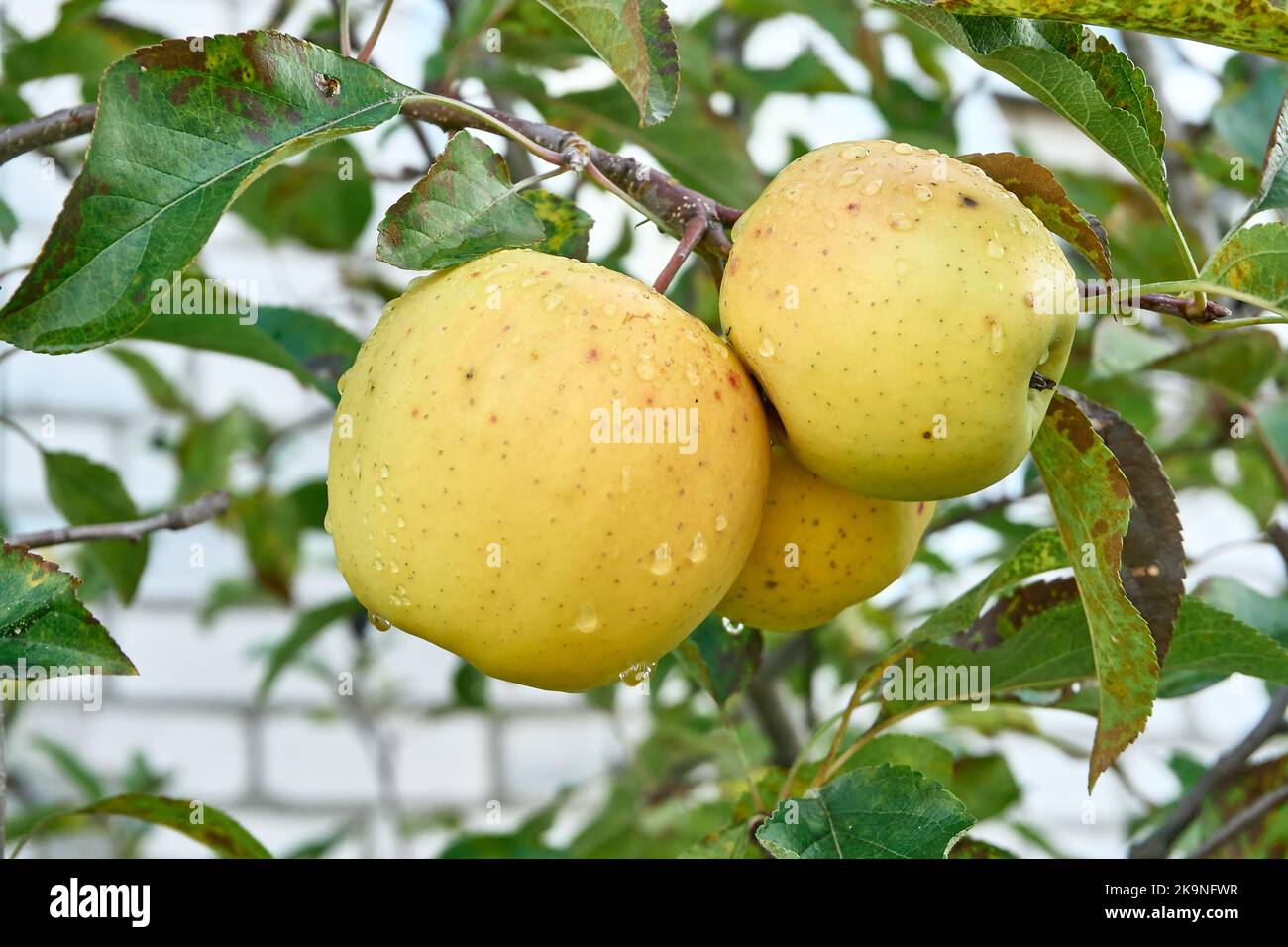 A group of ripe apples hanging from an apple tree branch Stock Photo ...