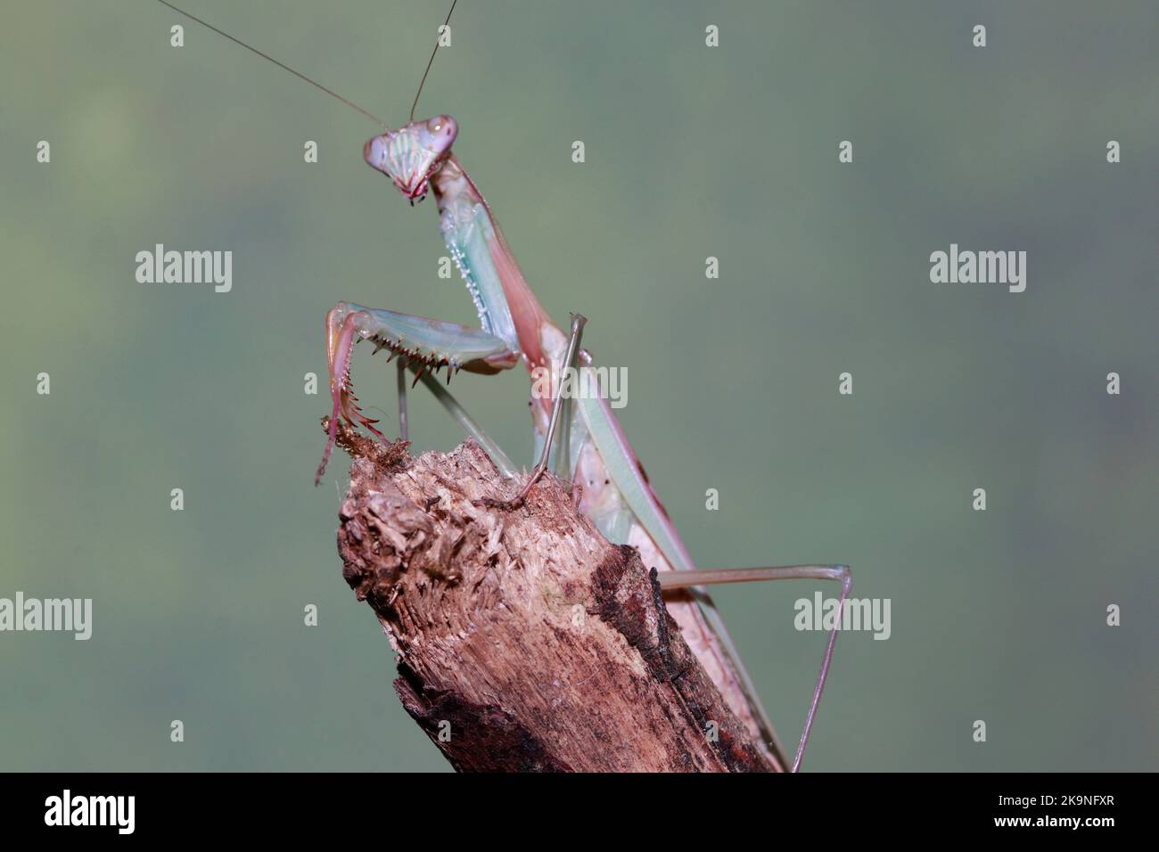 Budwing mantis hi-res stock photography and images - Alamy