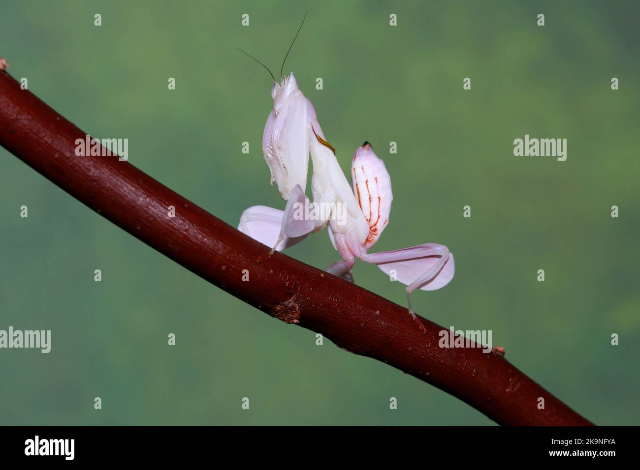 Orchid mantis (hymenopus coronatus Stock Photo - Alamy