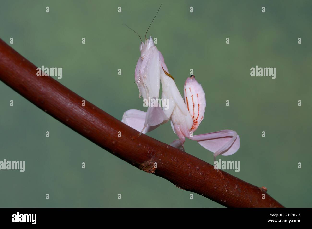 Orchid mantis (hymenopus coronatus Stock Photo - Alamy