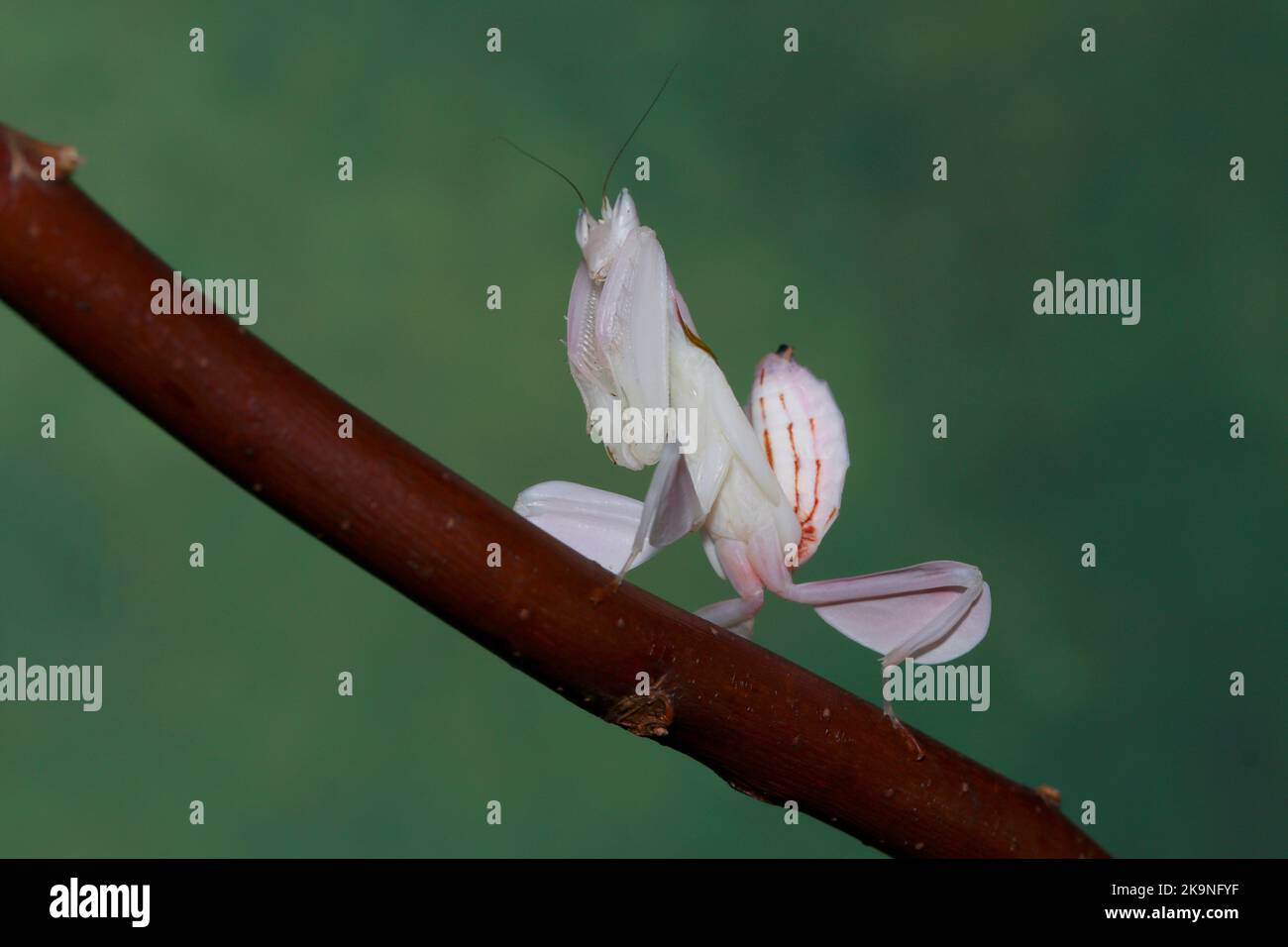 Orchid mantis (hymenopus coronatus Stock Photo - Alamy