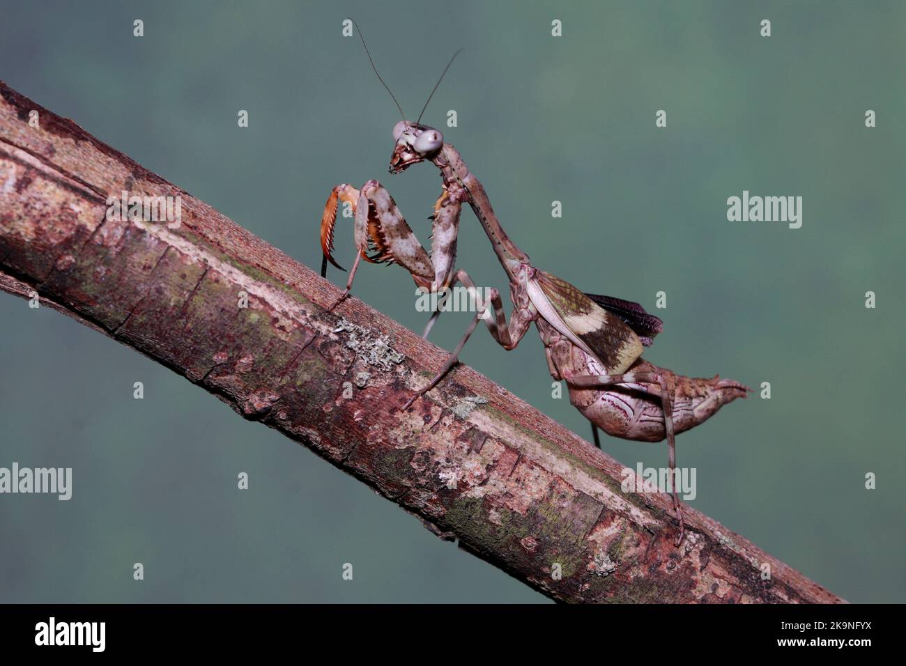 Budwing hi-res stock photography and images - Alamy