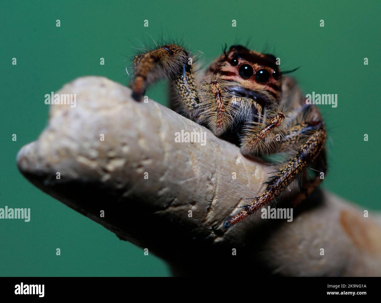 Phidippus regius (Florida Everglades Stock Photo - Alamy