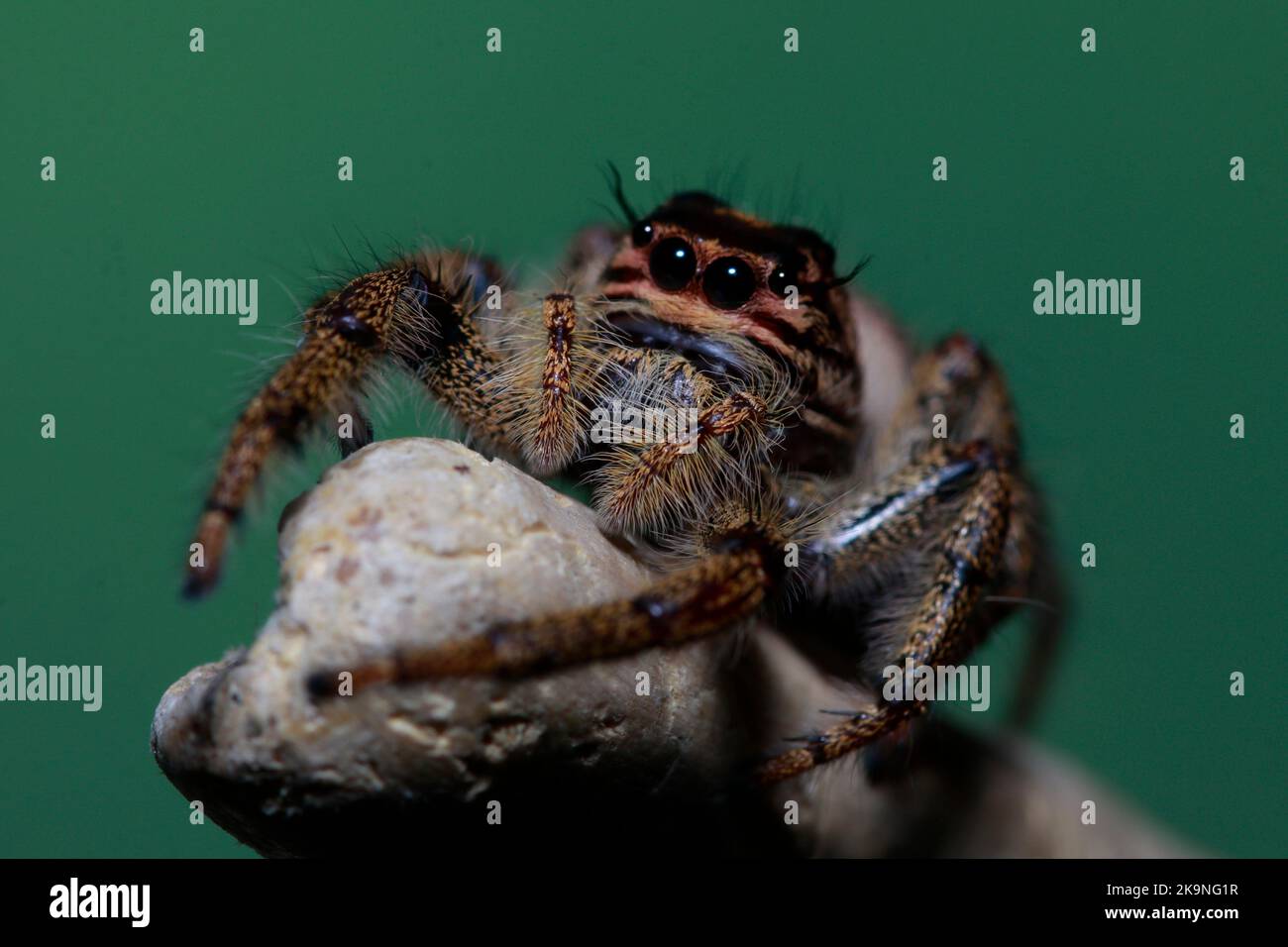 Phidippus regius everglades hi-res stock photography and images - Alamy