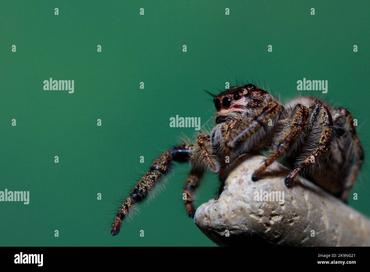 Male phidippus regius hi-res stock photography and images - Alamy