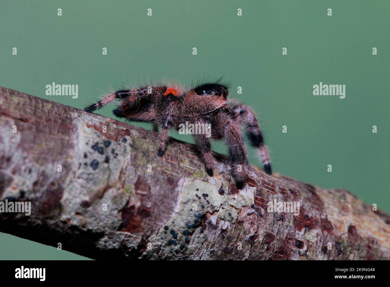 Male phidippus regius hi-res stock photography and images - Alamy