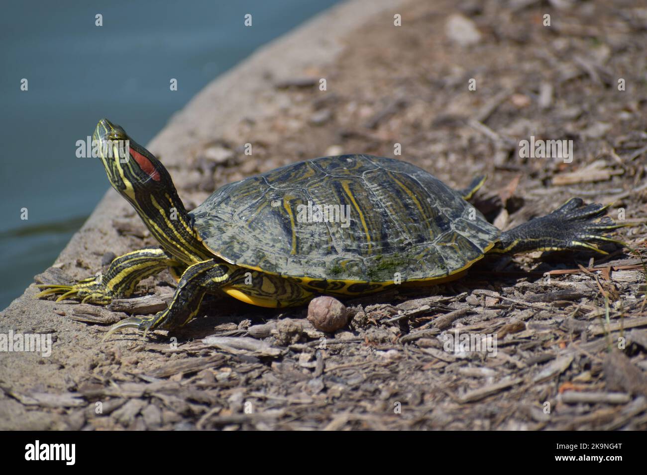 Turtle bathing sun hi-res stock photography and images - Alamy