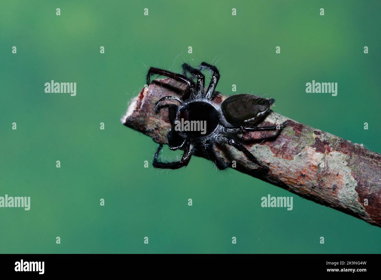 Phidippus texanus jumping spider Stock Photo - Alamy