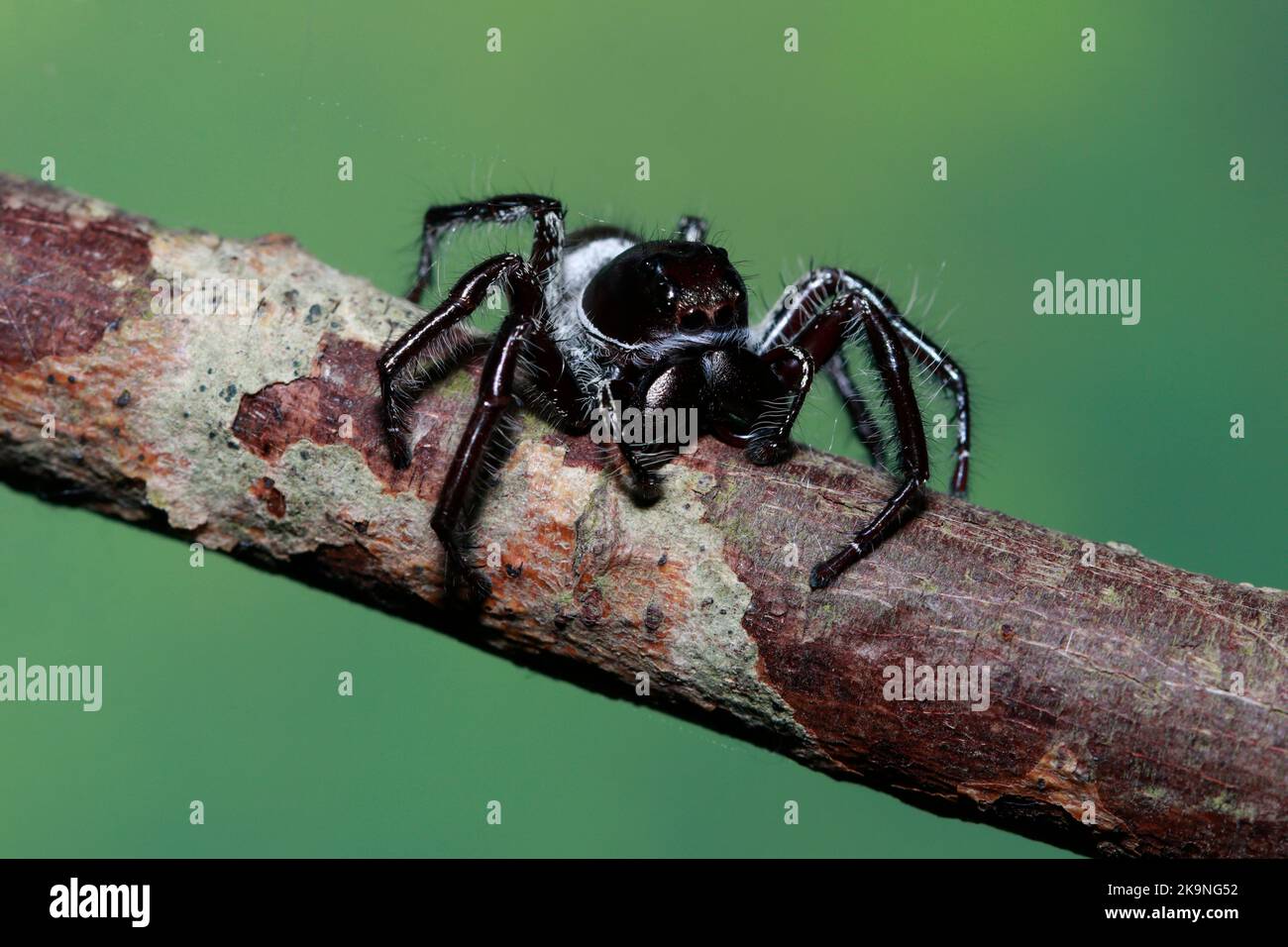 Texas jumping spider hi-res stock photography and images - Alamy