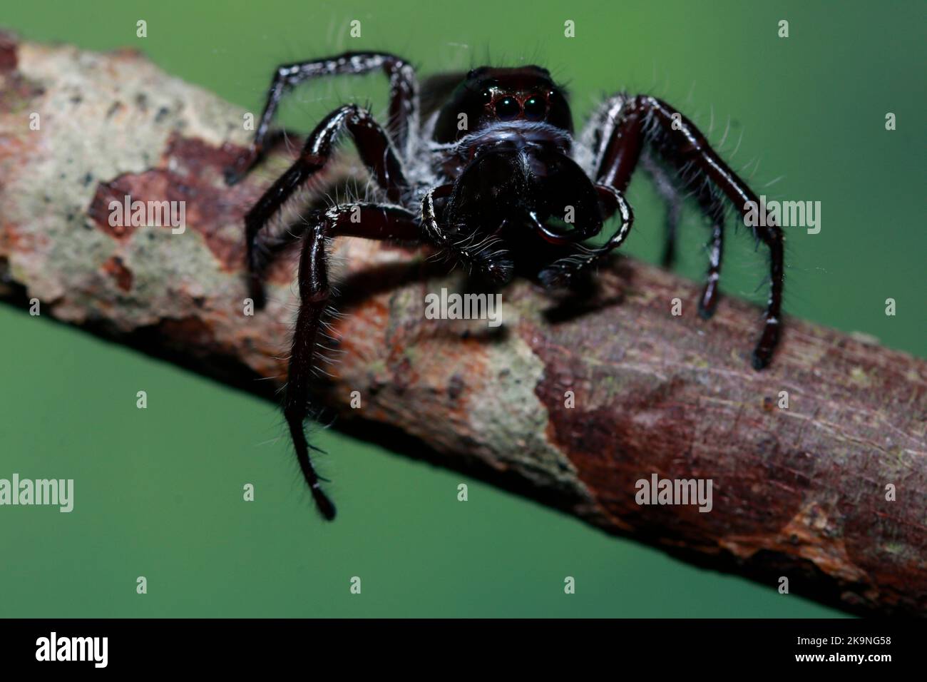 Phidippus texanus jumping spider Stock Photo - Alamy