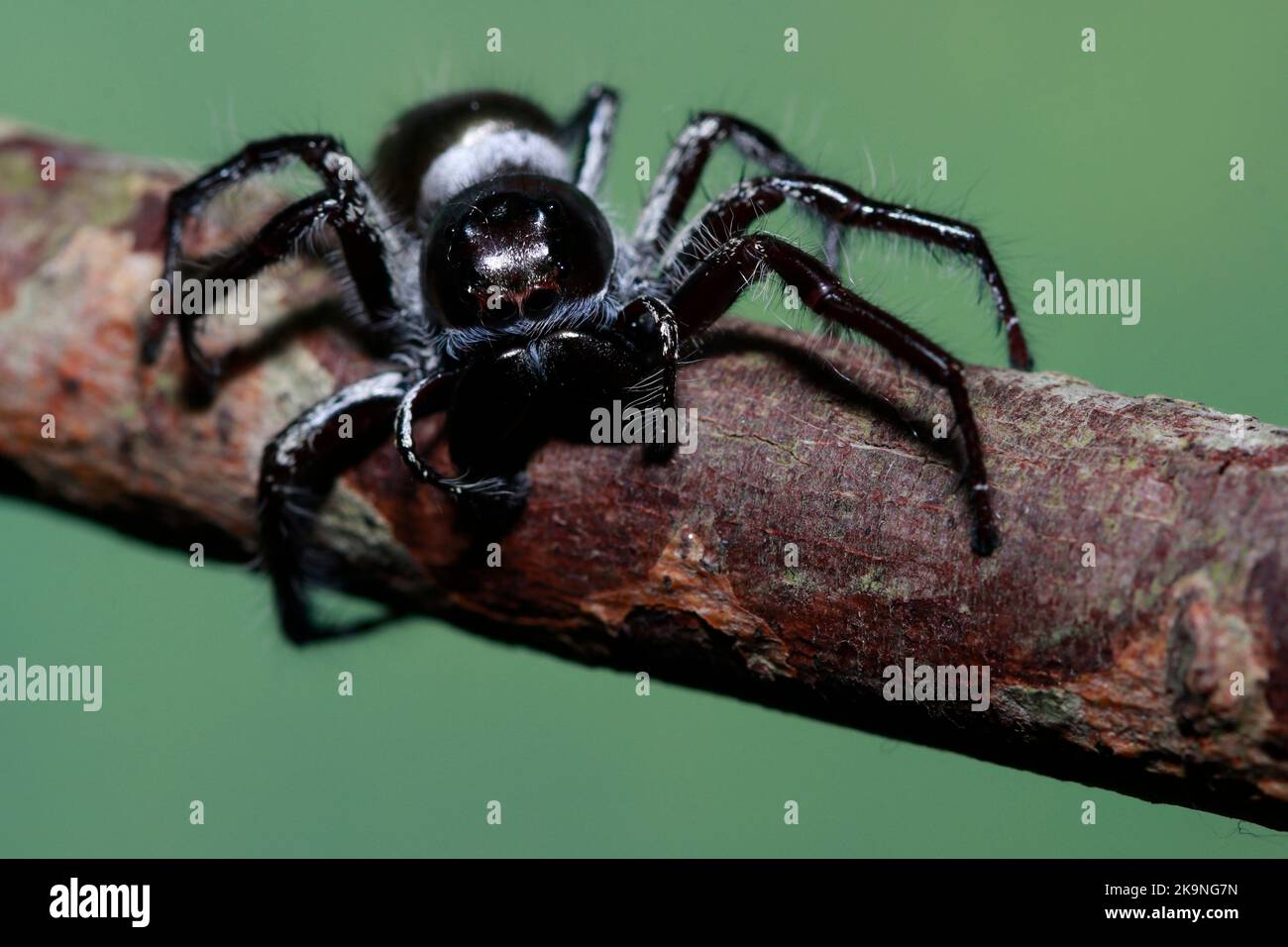 Phidippus texanus jumping spider Stock Photo - Alamy