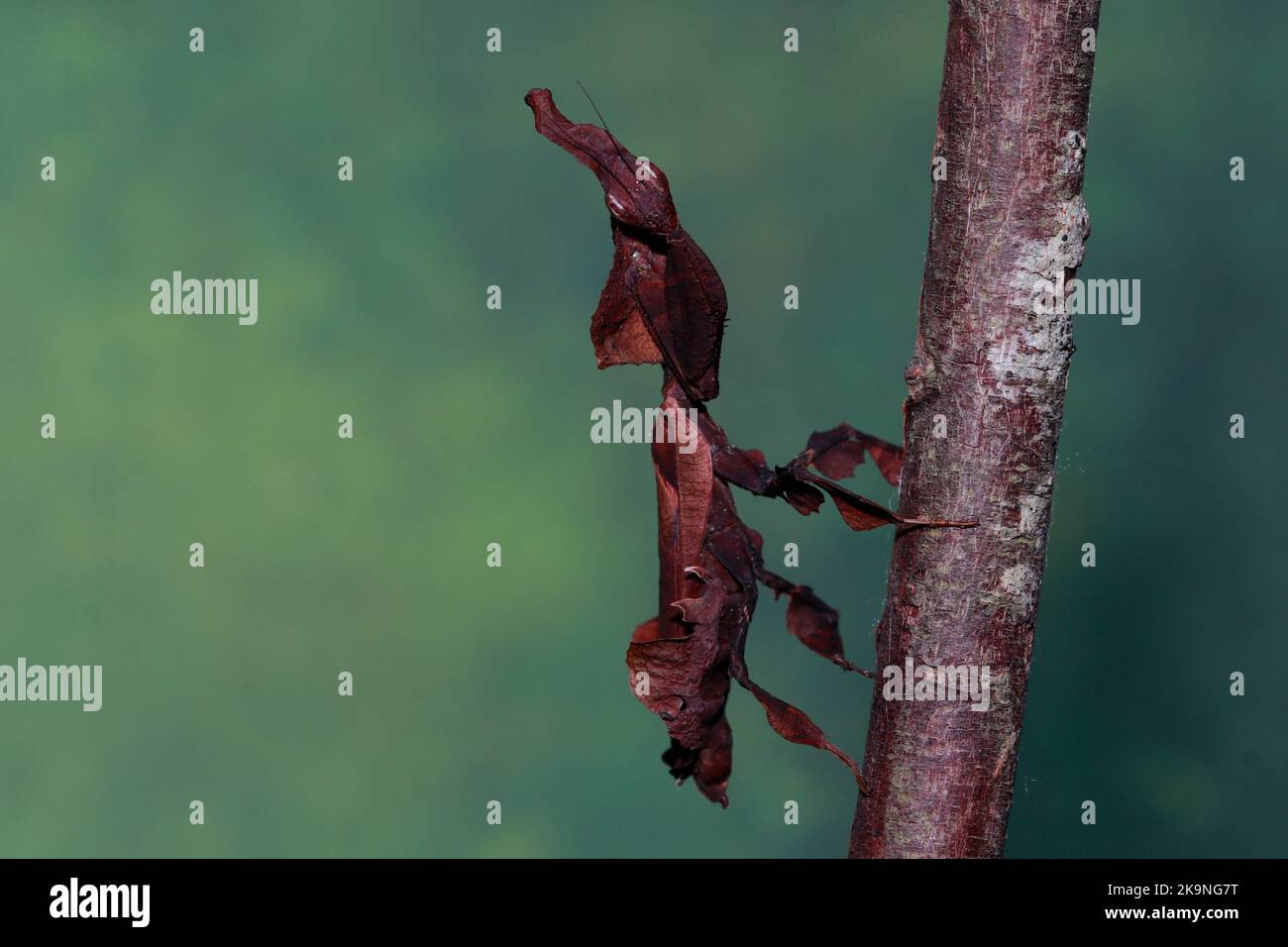 Ghost mantis (phyllocrania paradoxa Stock Photo - Alamy