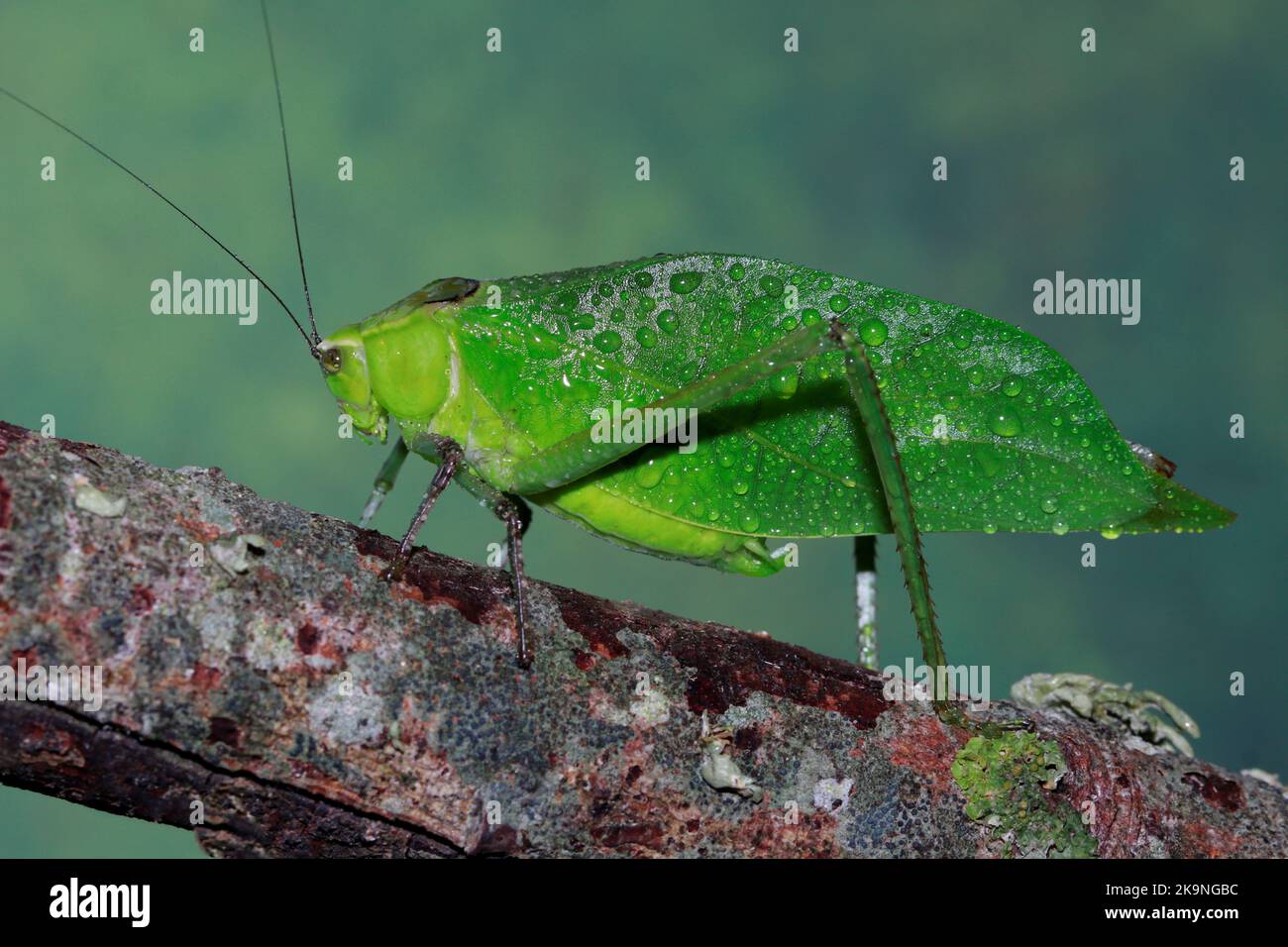 Giant katydid (Stilpnochlora couloniana Stock Photo - Alamy