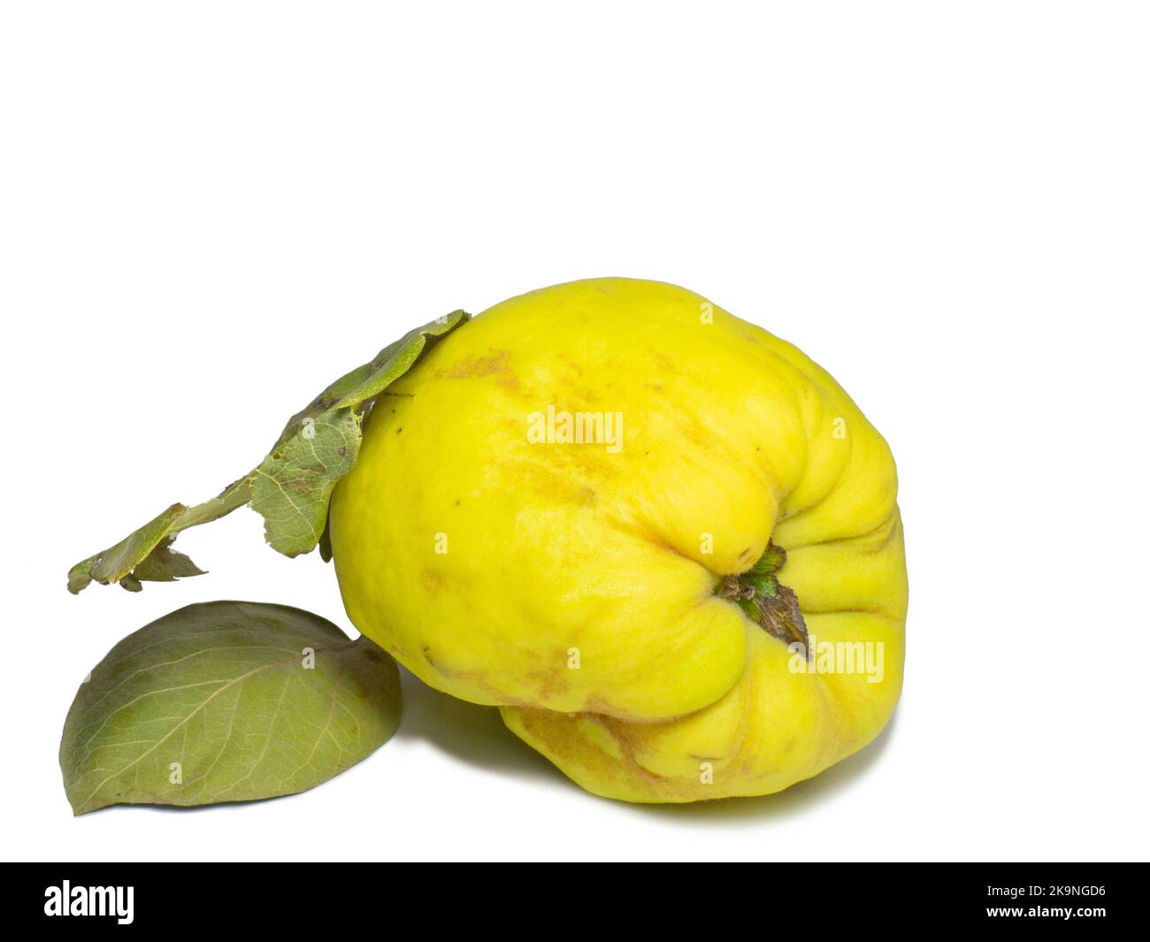 Quince on a white background. Unusually shaped fruit. Ugly quince ...