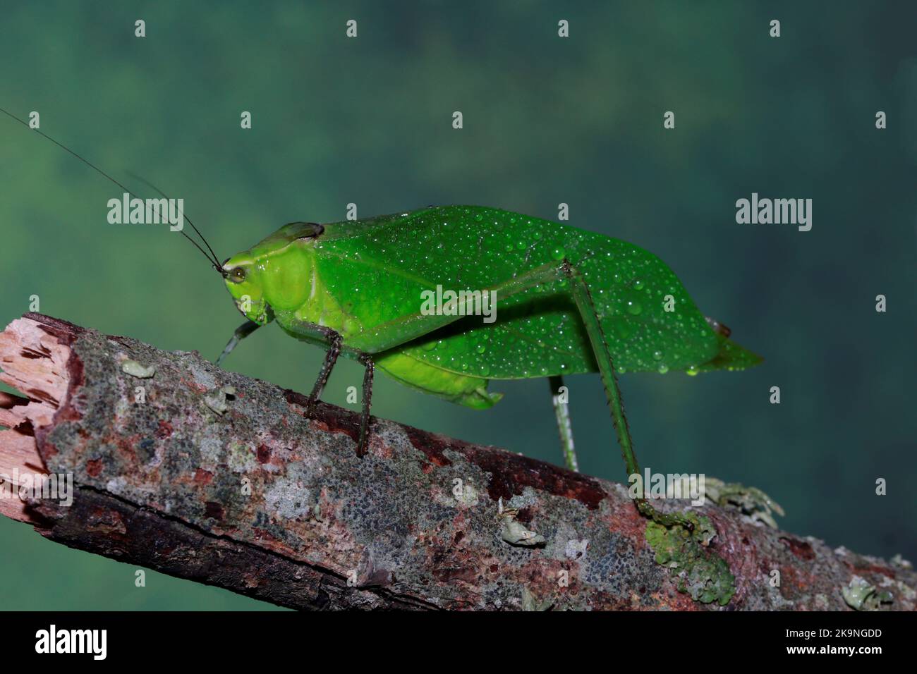 Giant katydid (Stilpnochlora couloniana Stock Photo - Alamy