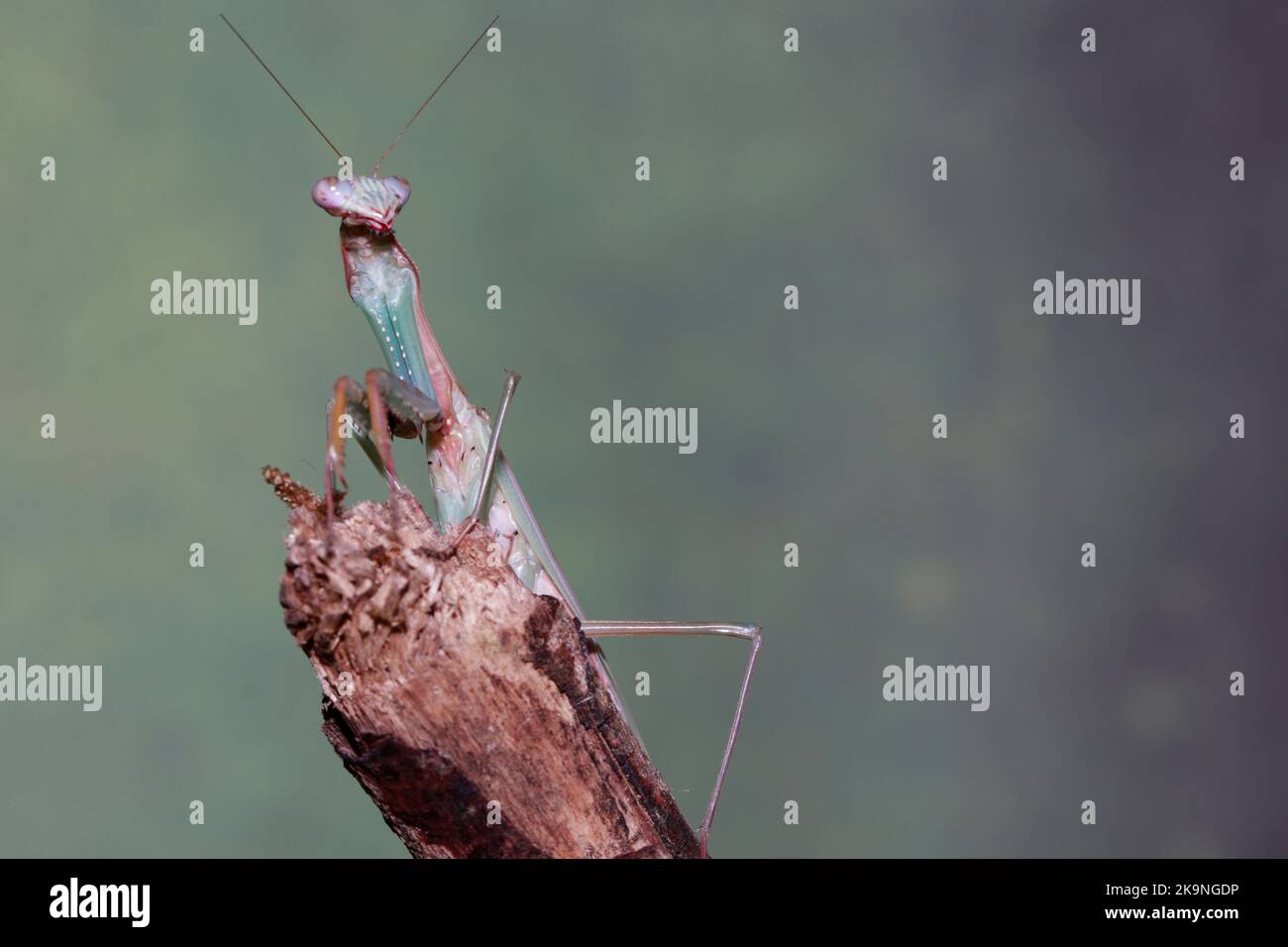 Budwing mantis hi-res stock photography and images - Alamy