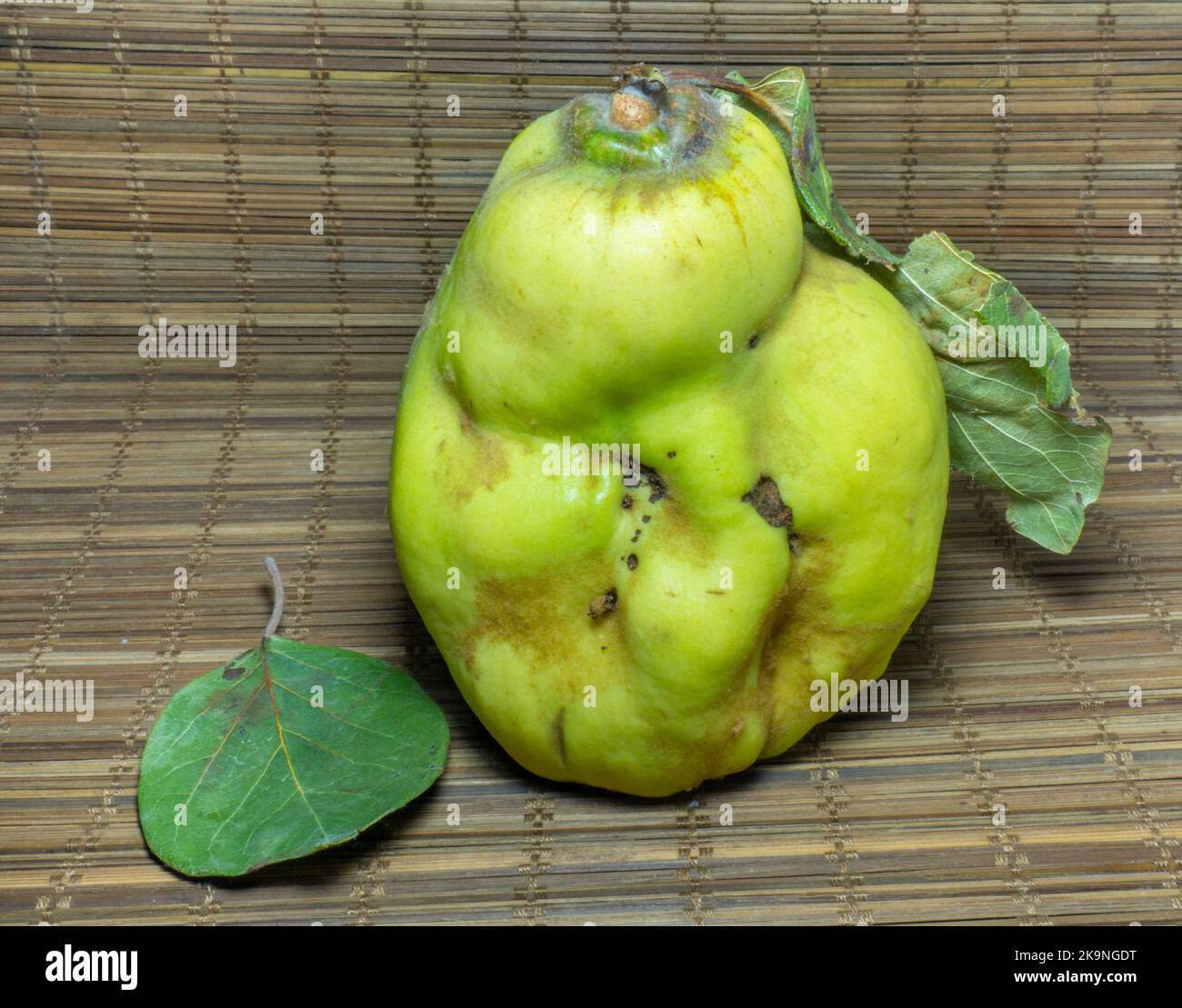 Rotten quince hi-res stock photography and images - Alamy