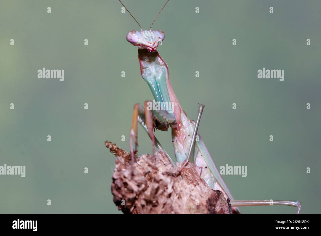 Budwing mantis (parasphendale affinis Stock Photo - Alamy