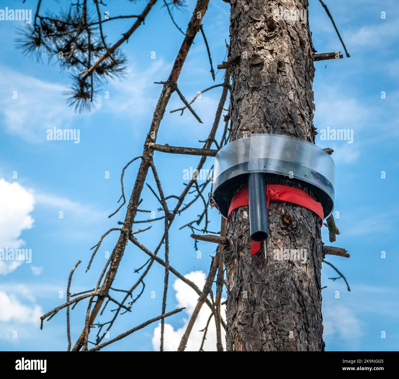 Ecological traps laid on a pine tree to catch processionary ...