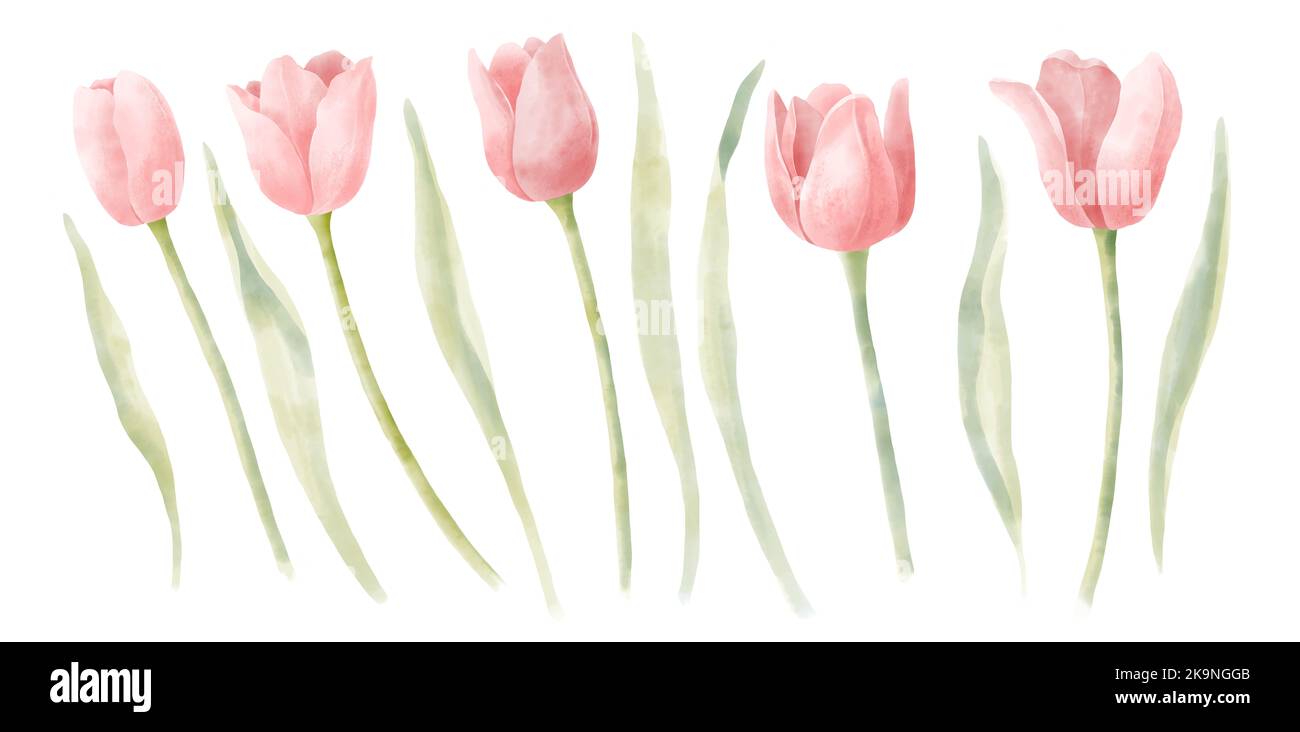 Watercolor pink Tulips set. Hand painted illustration of blooming ...