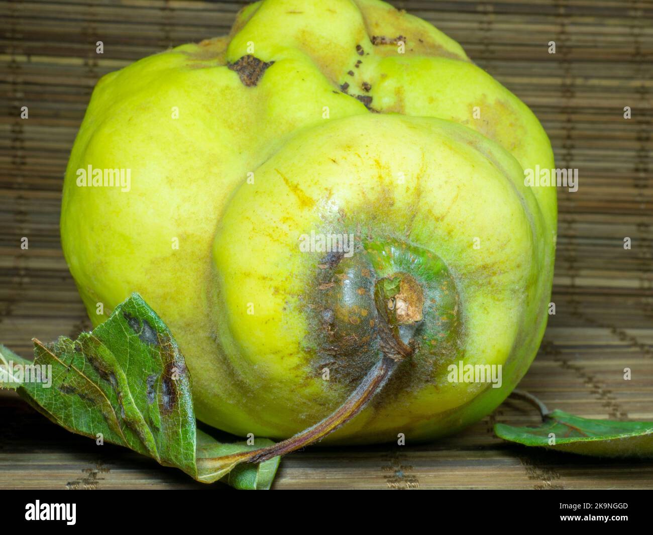 Ripe quince on the table close-up. Unusually shaped fruit. An ugly ...