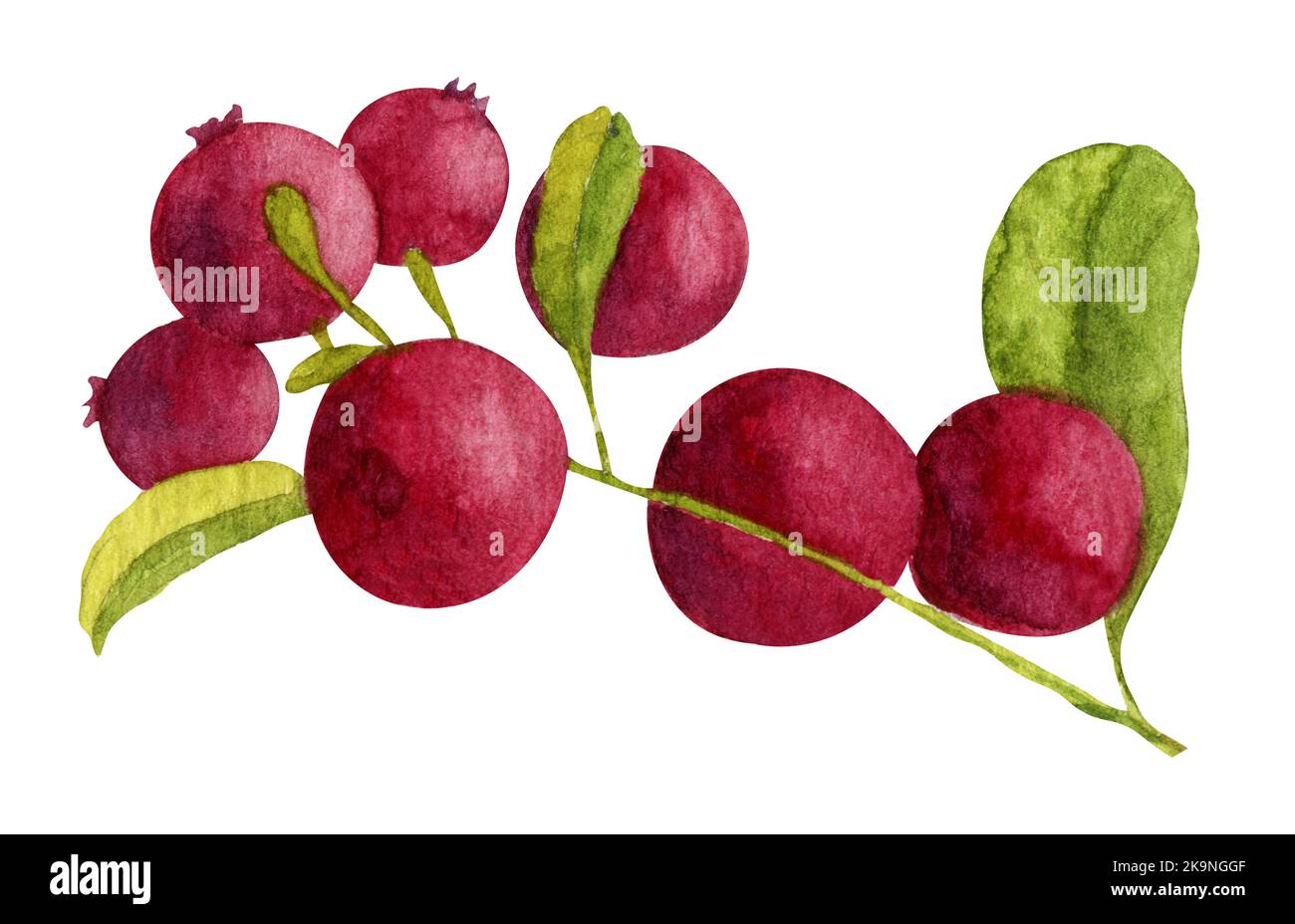 Watercolor branch of Cranberry with red berries and green leaves ...