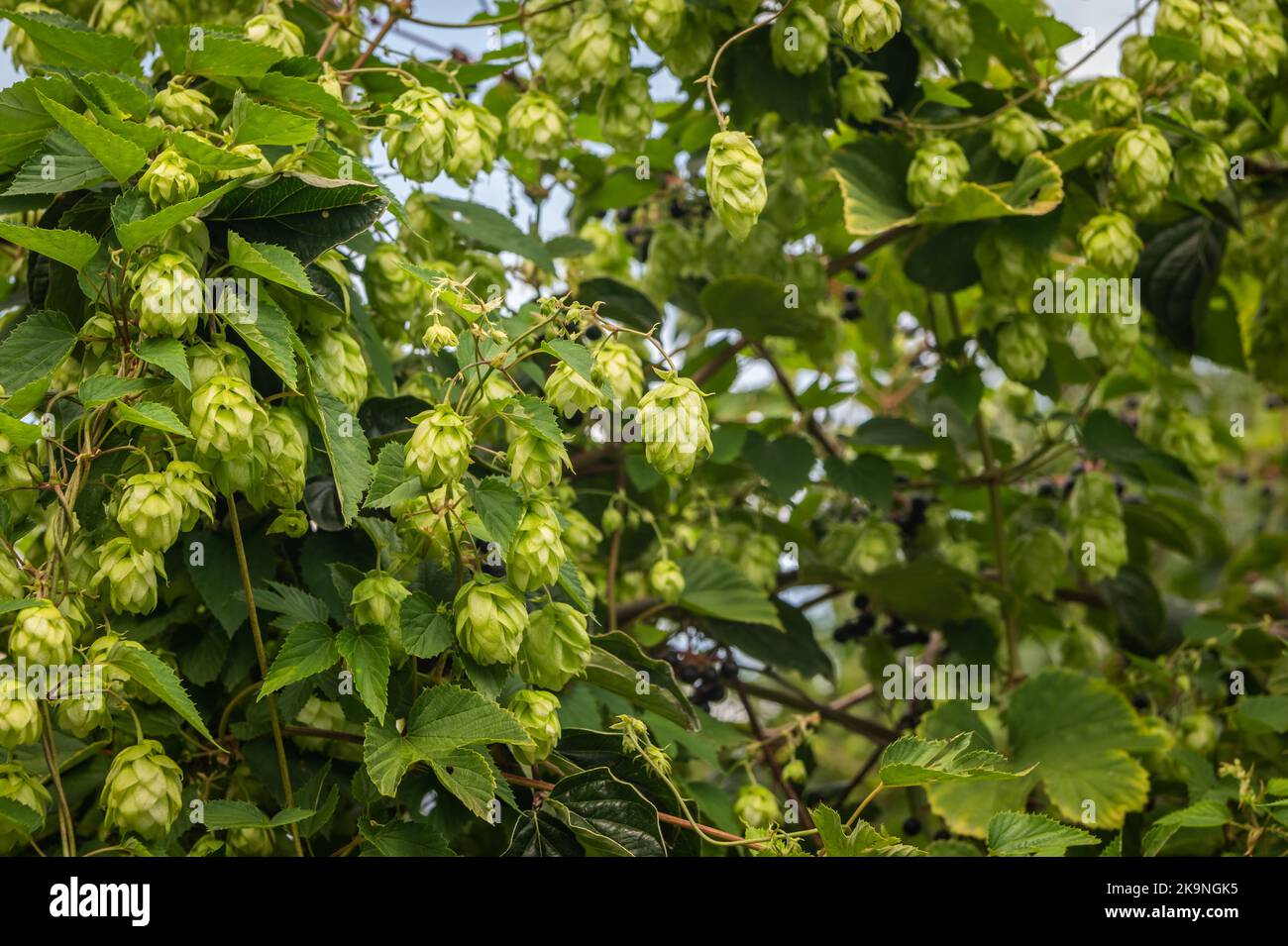 The Hop Plant Company : easyplant: Easy-Care Self-Watering Plants – AWBR