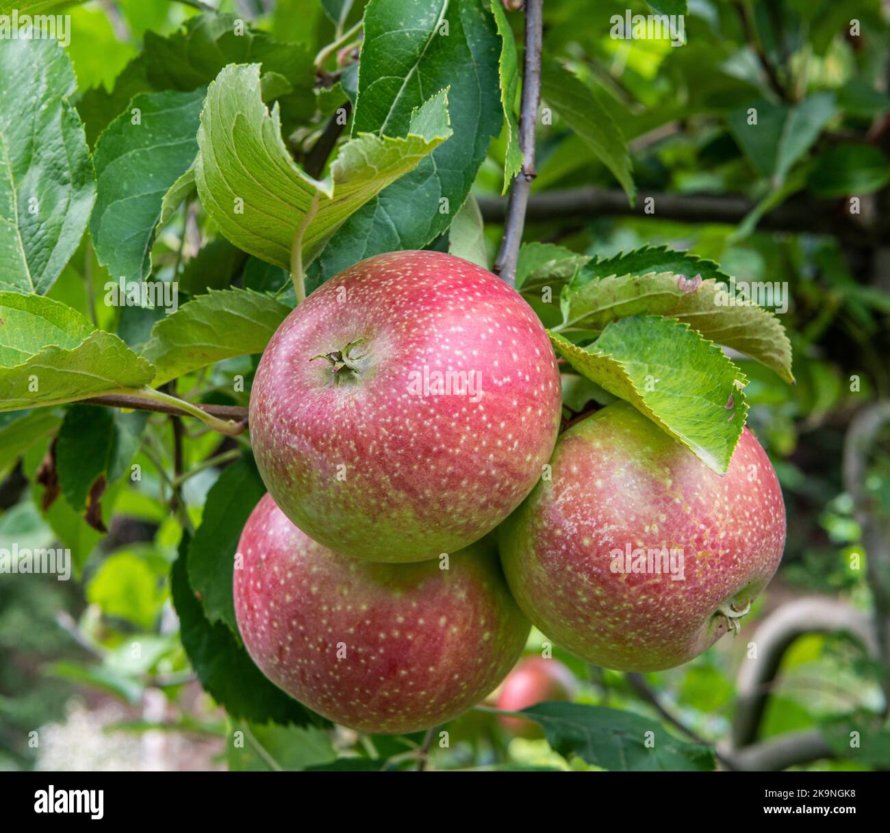 apple tree (Malus domestica 'Gala', Malus domestica Gala) - apples on a ...