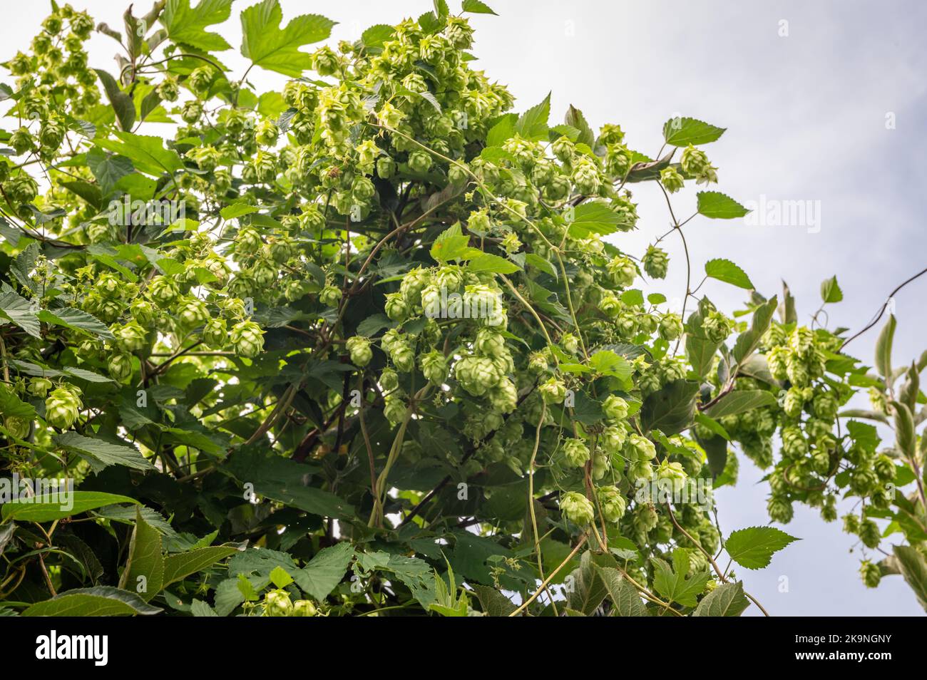 Hop plant with hop cones against the blue sky (Humulus lupulus ...