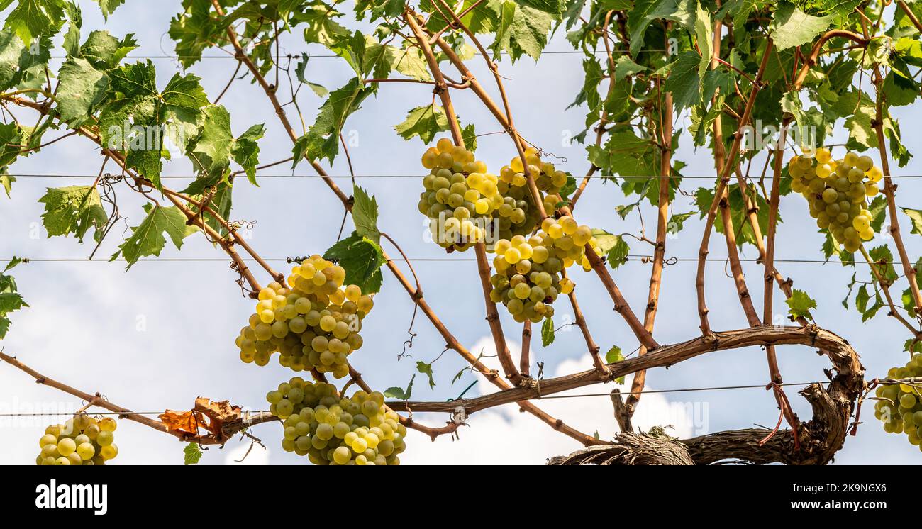 Grape varieties hi-res stock photography and images - Alamy
