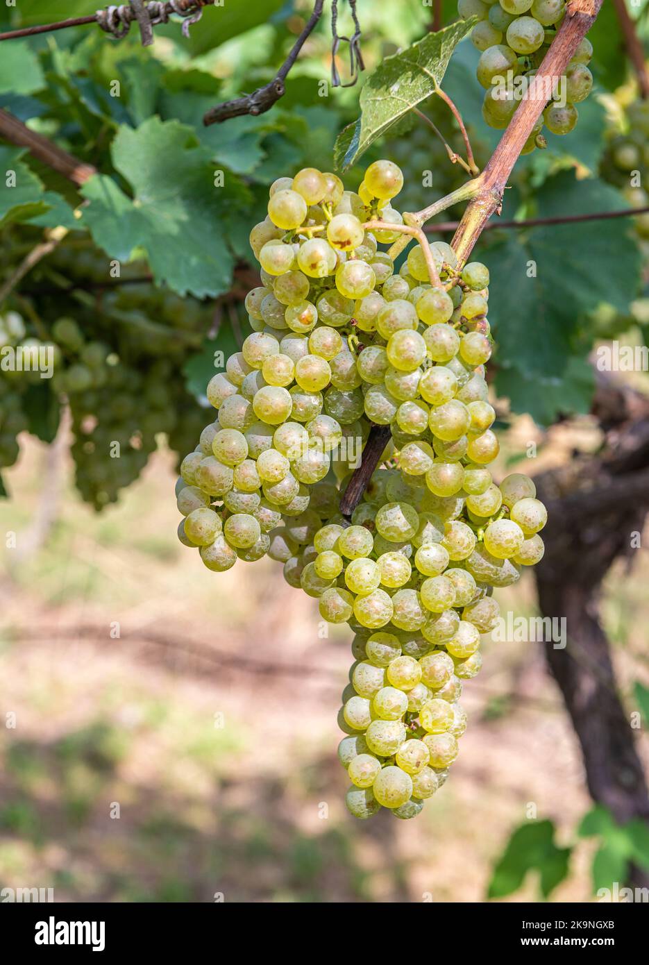Grape varieties hi-res stock photography and images - Alamy