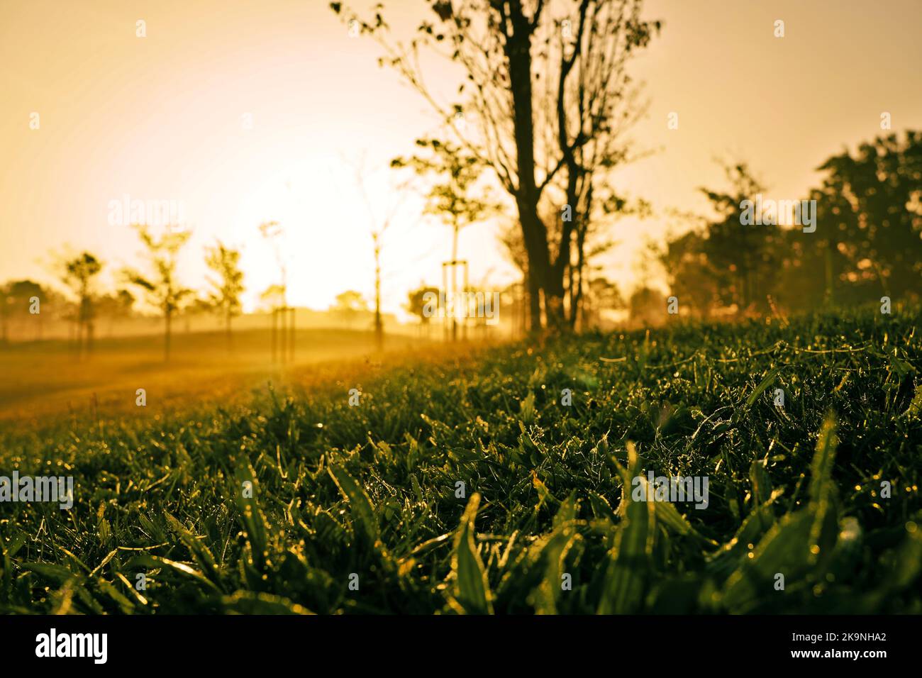 Close up of green grass with rising sun in background Stock Photo - Alamy