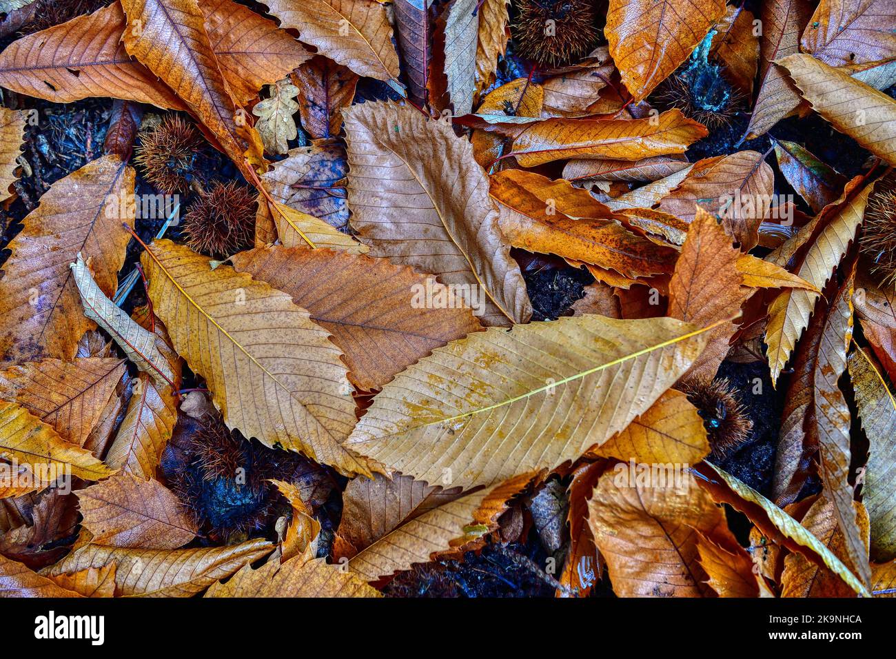 Fallen autumn leaves on the ground Stock Photo - Alamy