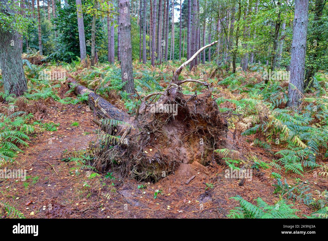 A fallen pine tree in a wood in the UK Stock Photo - Alamy