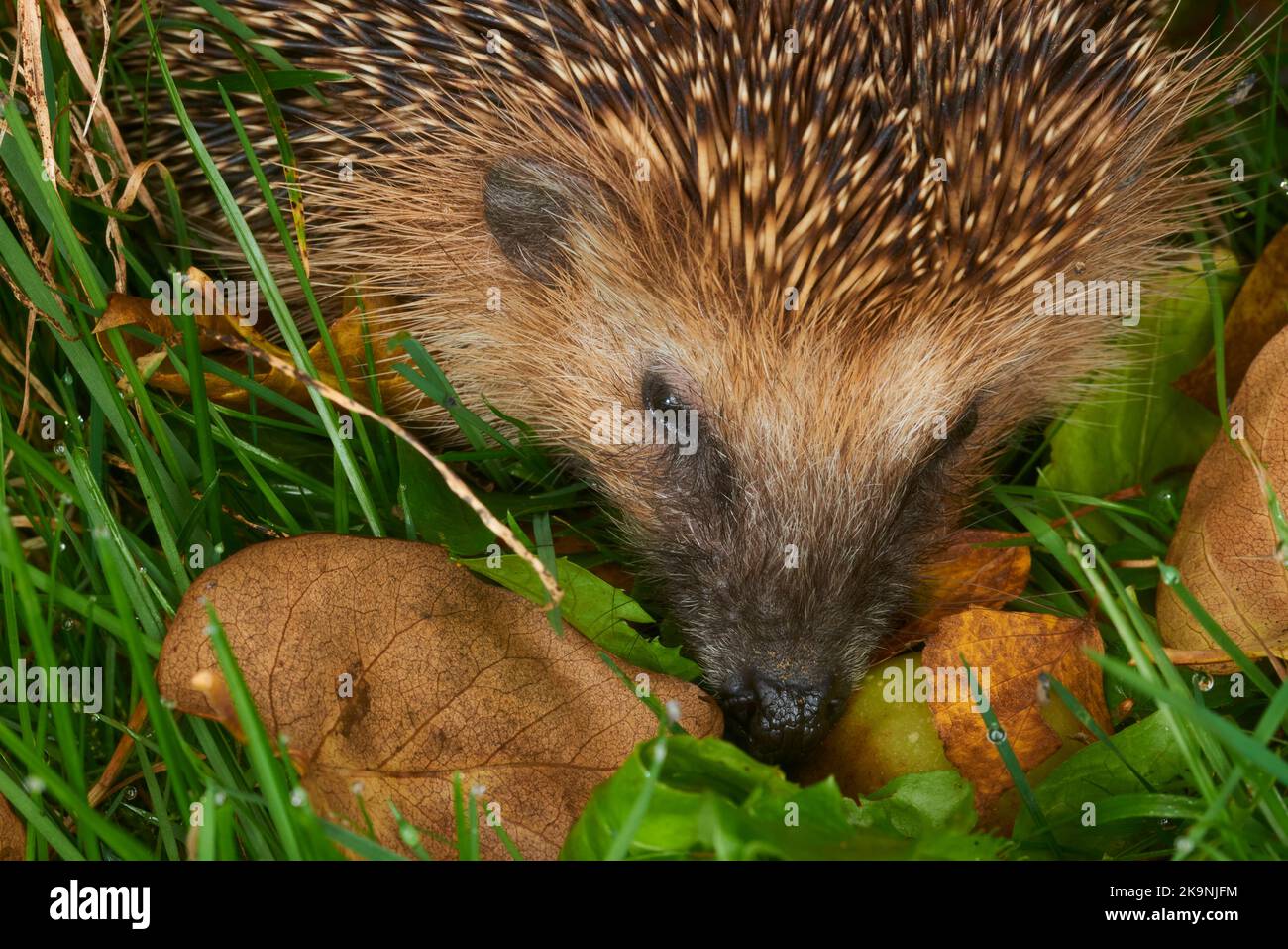 Hedgehog in the grass close-up looks into the frame. Animal in the wild ...