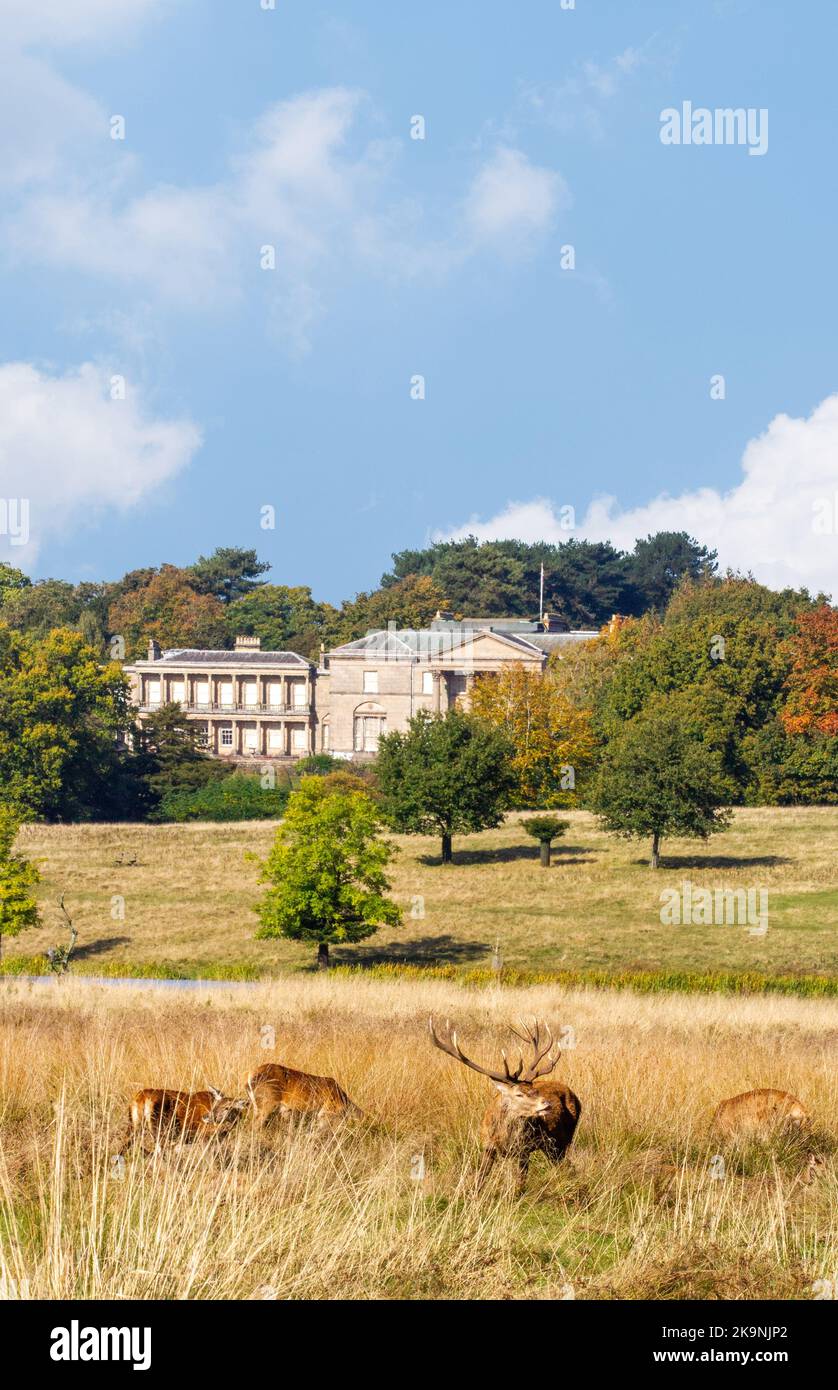 Red deer Cervus elaphus during rutting season in the national trusts ...
