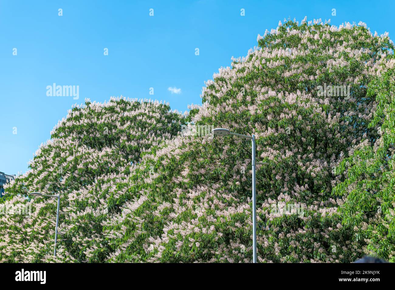 Chestnut trees alley in Hyde Park of London, United Kingdom showing ...