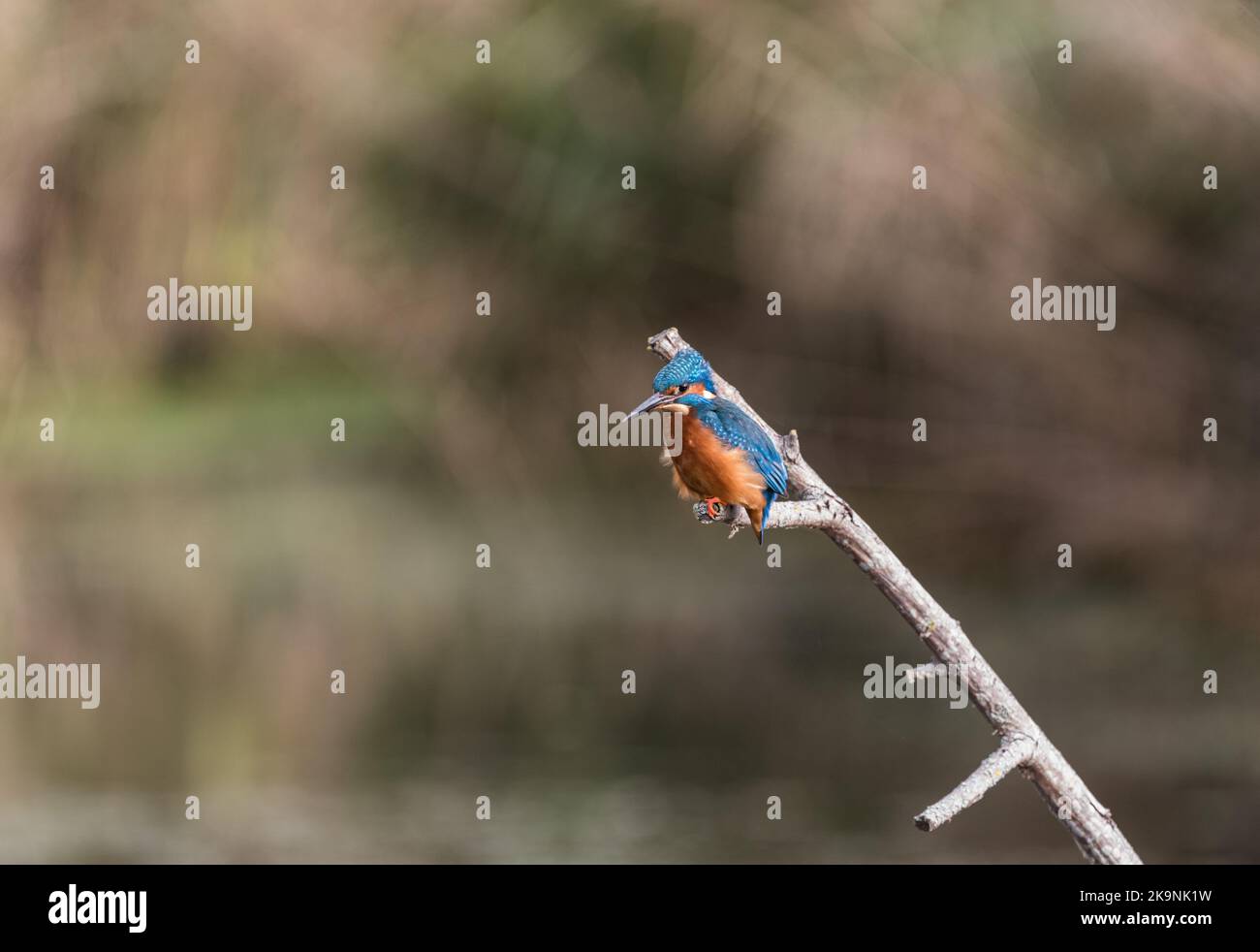 Pescador uk hi-res stock photography and images - Alamy