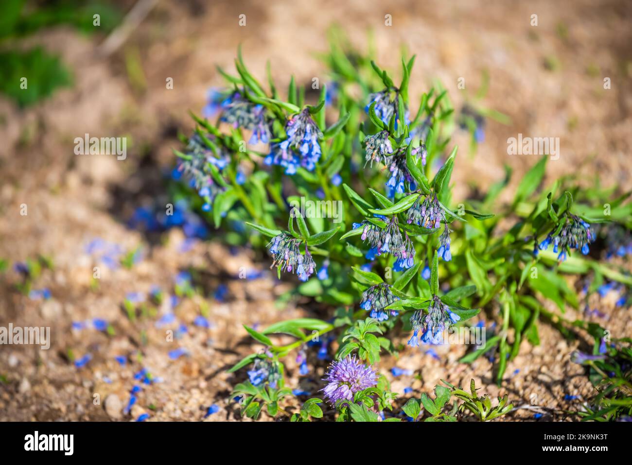 Mertensia brevistyla hi-res stock photography and images - Alamy
