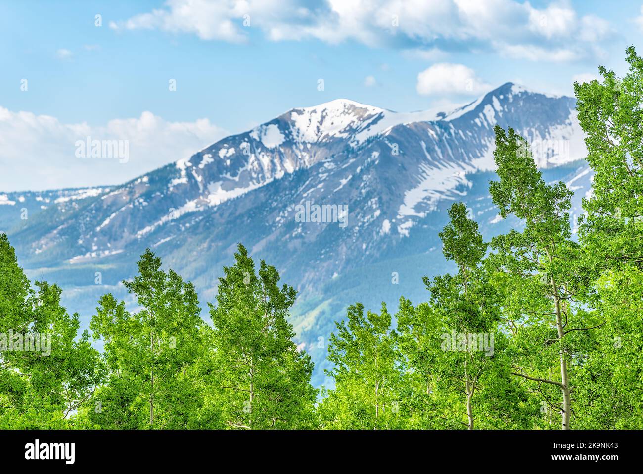 Green aspen trees treetops forest in sunny Crested Butte, Colorado ...