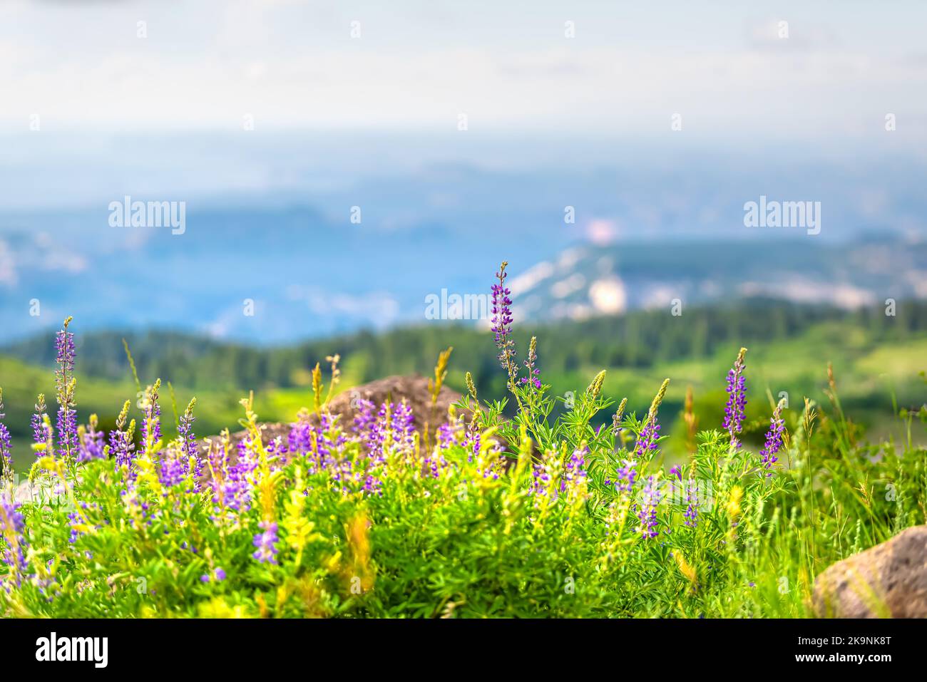 Closeup of lupine lupin purple pink flowers on highway 12 scenic road ...