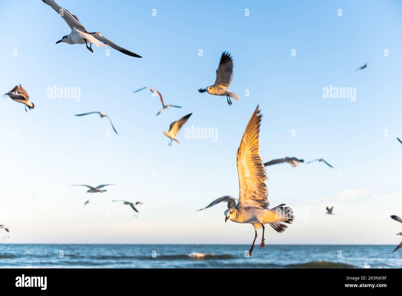 Closeup flock of seagulls birds fighting flying at Myrtle Beach, South ...