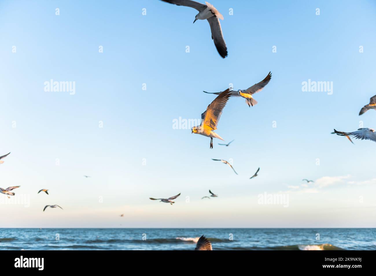 Flock of seagulls birds fighting flying at Myrtle Beach, South Carolina ...