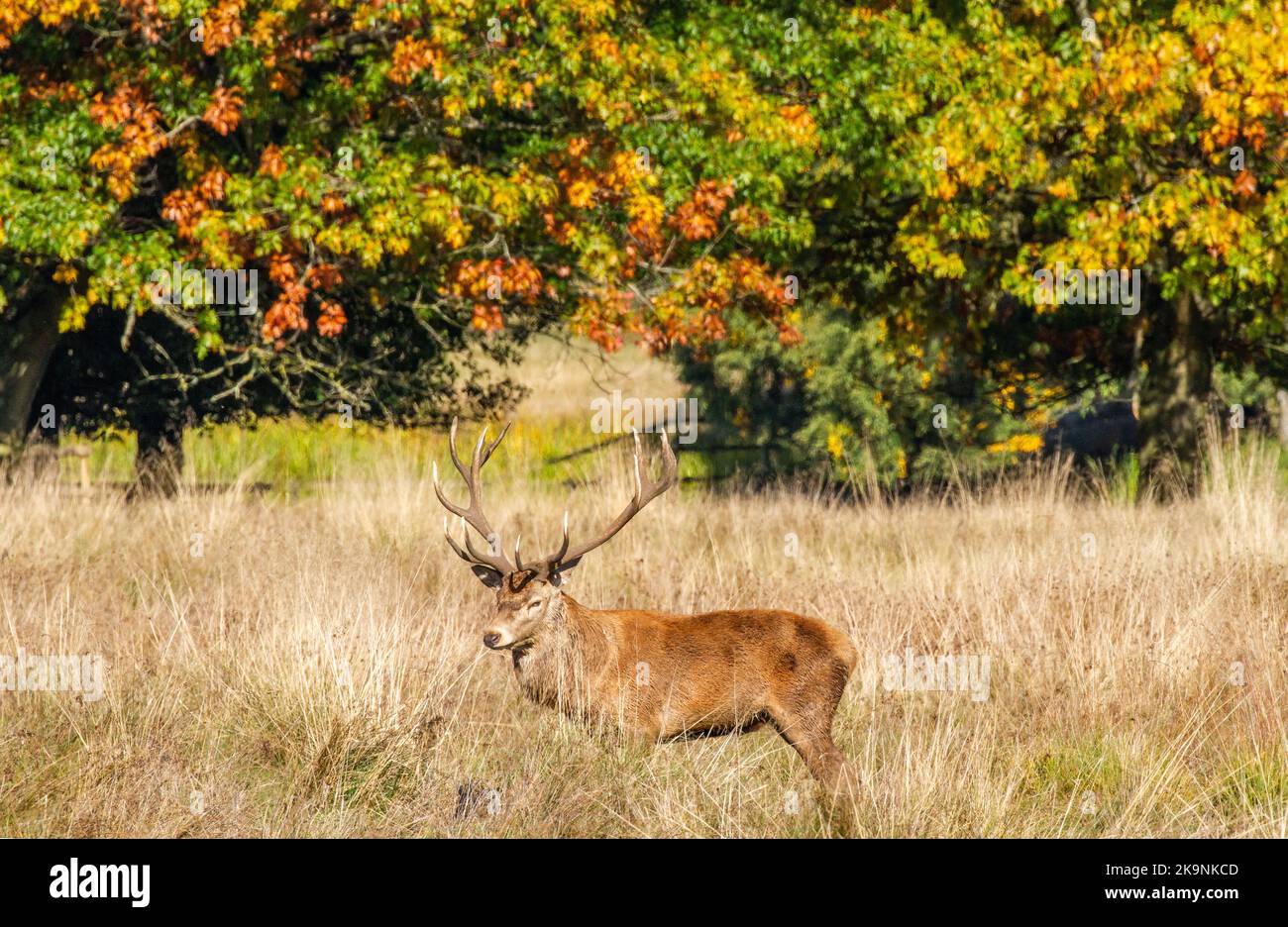 Stag in parkland hi-res stock photography and images - Alamy