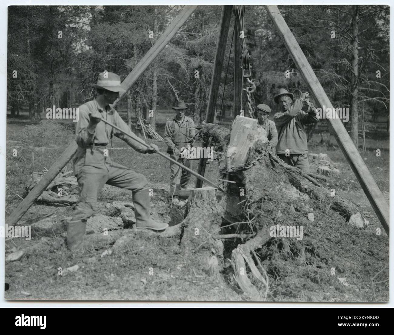 Labor teams employed with stubble breaking (busy and removal of tree ...