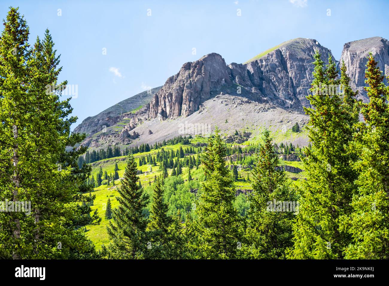 Evergreen pine spruce forest trees summer view at Colorado million ...