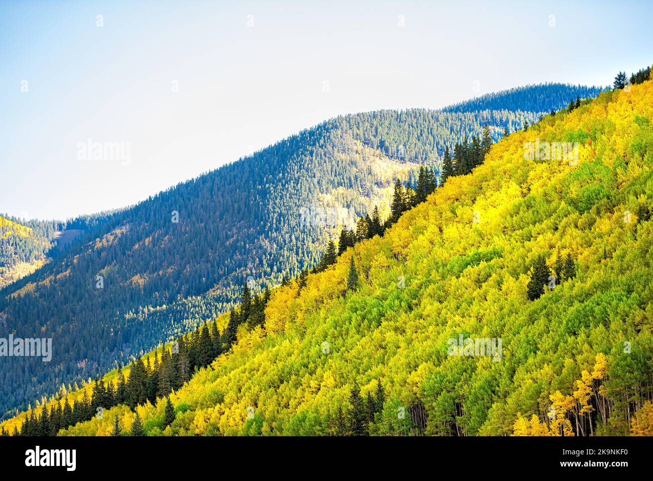 Golden aspen forest views along Castle Creek, Colorado Rocky mountains ...