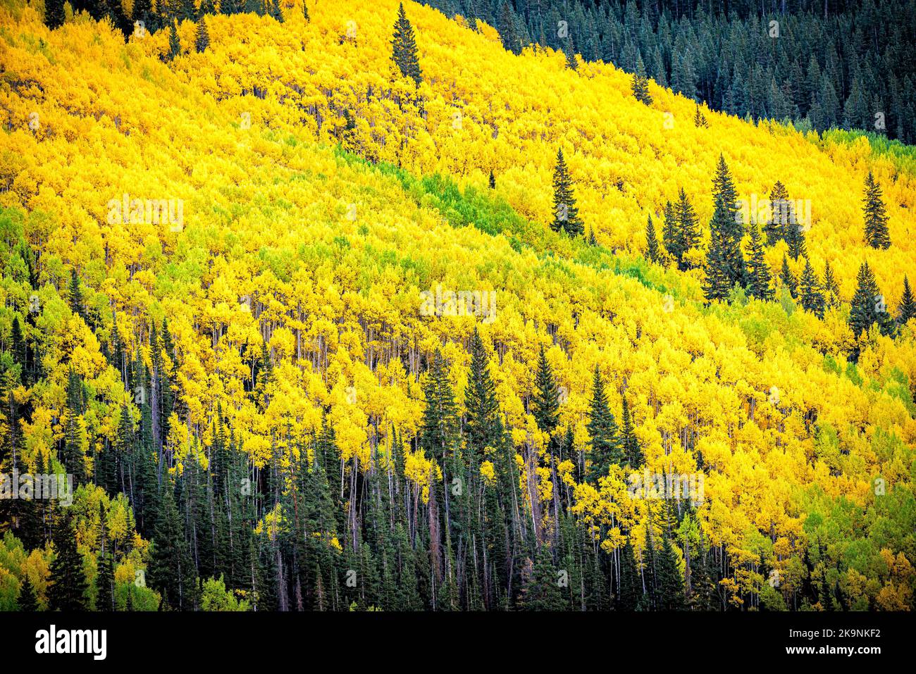 Castle Creek pass and view of colorful yellow leaves foliage on ...